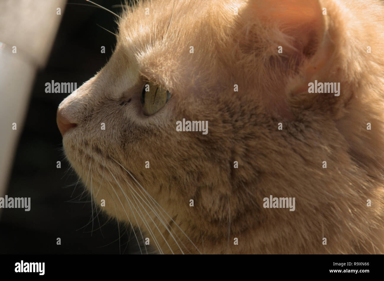 Amber-eyed ginger tomcat called "Belis"; portrait of face in sunlight ...