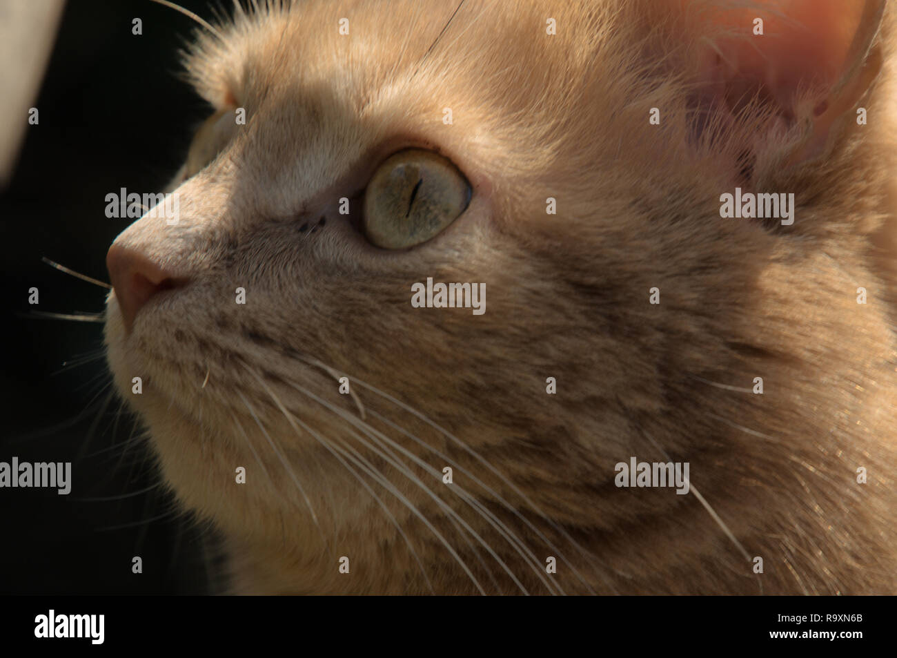 Amber-eyed ginger tomcat called "Belis"; portrait of face in sunlight ...