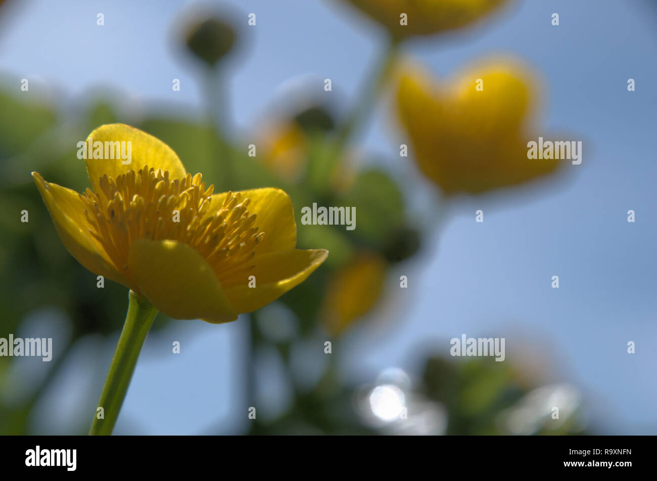 Caltha palustris; marsh marigolds in ditch, Swiss Alps Stock Photo - Alamy