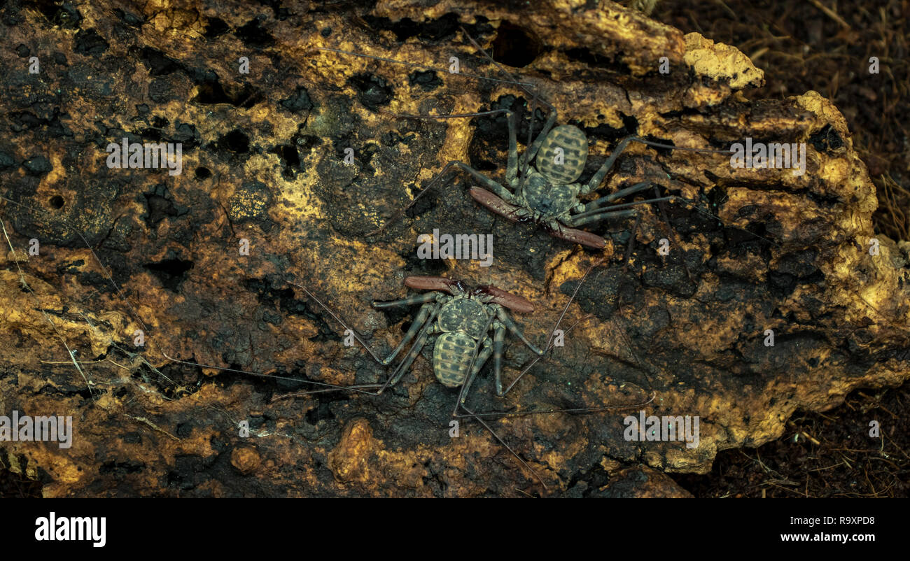 Amblypygi hi-res stock photography and images - Alamy