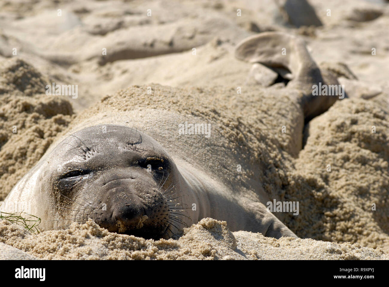 Body covered sand hi-res stock photography and images - Alamy