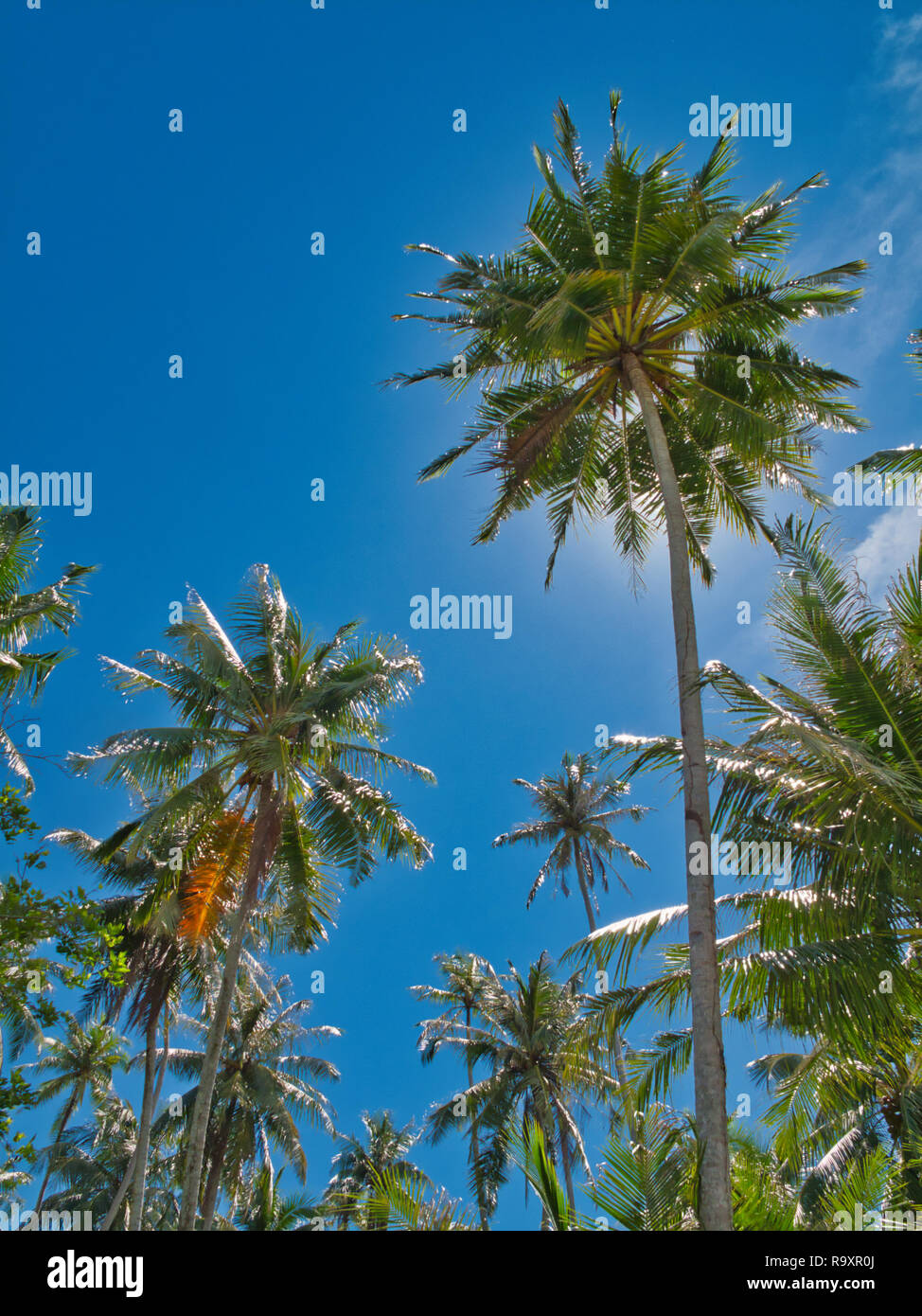 Palm limb hi-res stock photography and images - Alamy