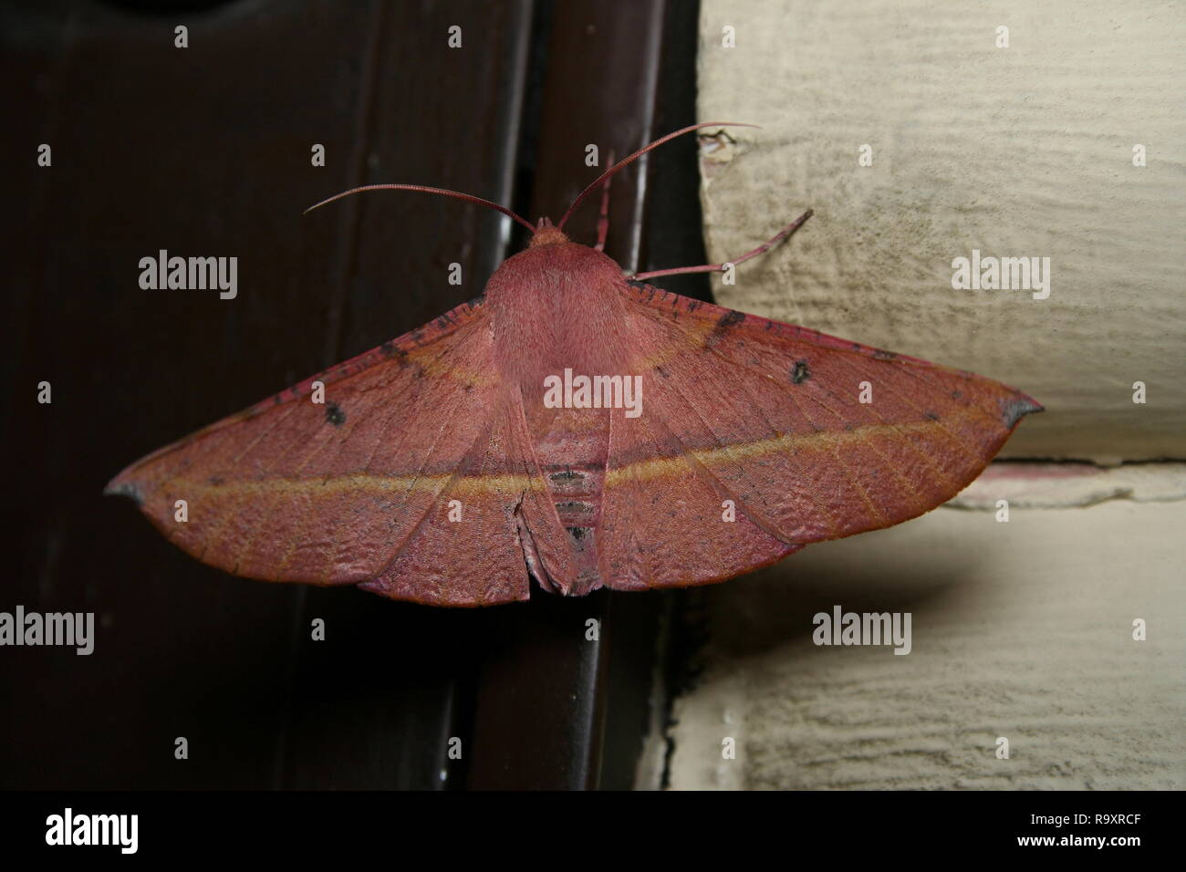 Pink Bellied Moth 'Oenochroma vinaria' Stock Photo - Alamy