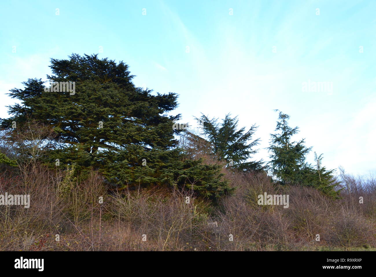 Conifer trees at the highest point of Lullingstone Country Park, Kent ...