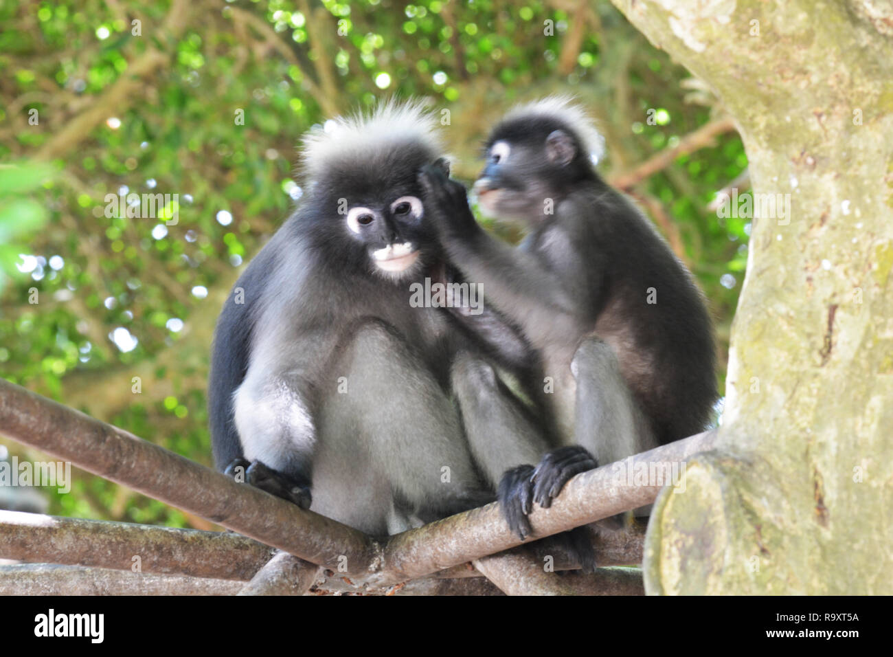 Trachypithecus obscurus eyes hi-res stock photography and images - Alamy