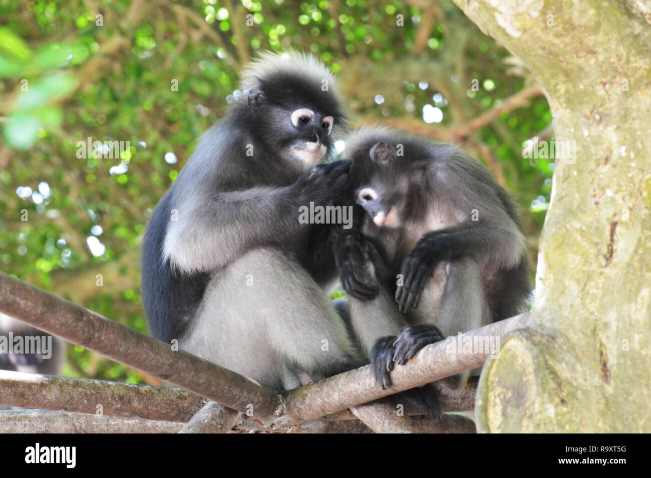 Trachypithecus obscurus eyes hi-res stock photography and images - Alamy