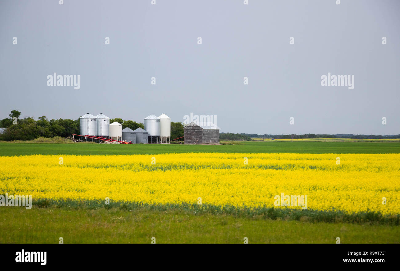Farm, silos and canola fields in Manitoba, Canada in Summer in a cloudy ...