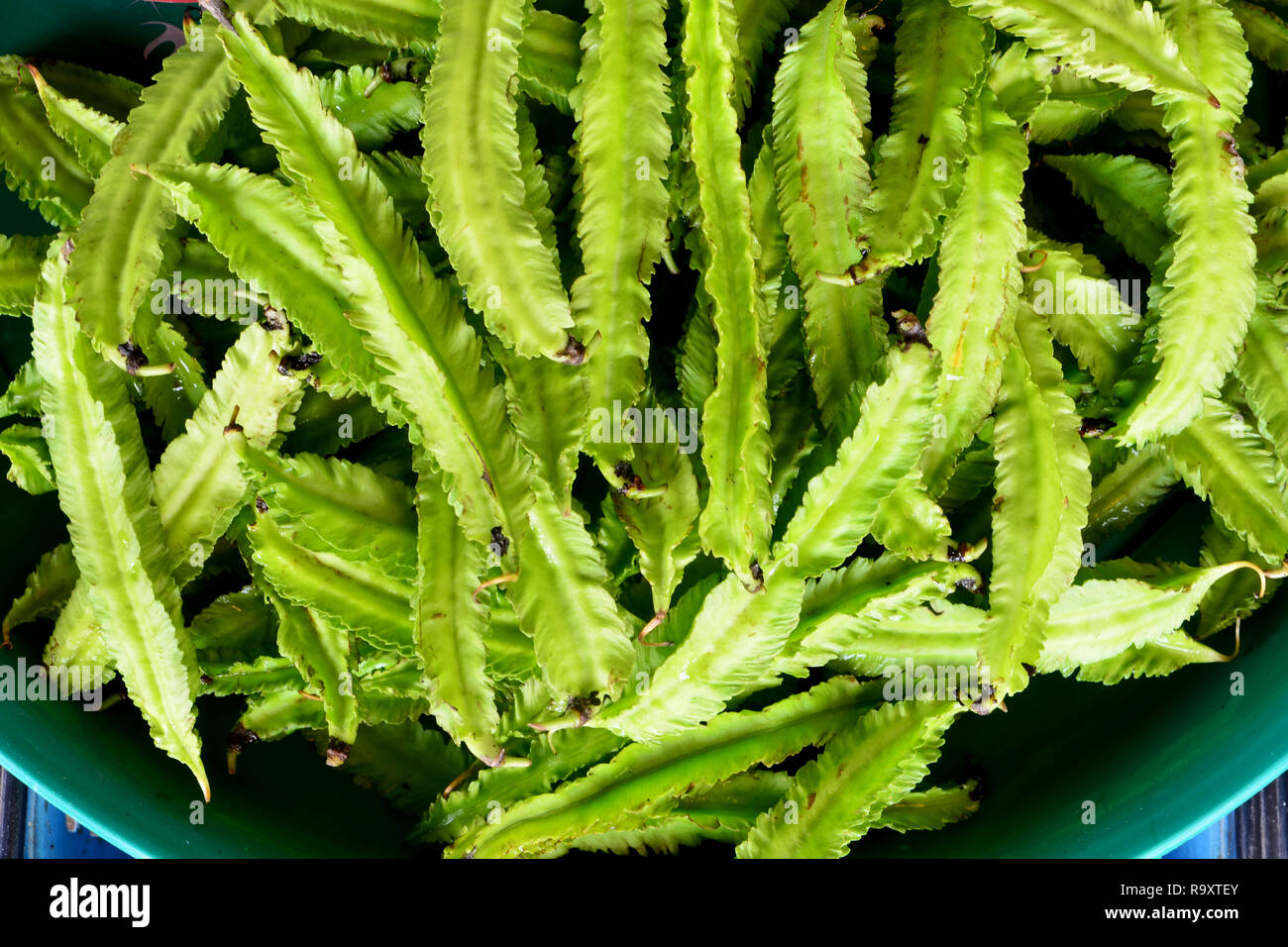 Psophocarpus Tetragonolobus High Resolution Stock Photography and Images - Alamy