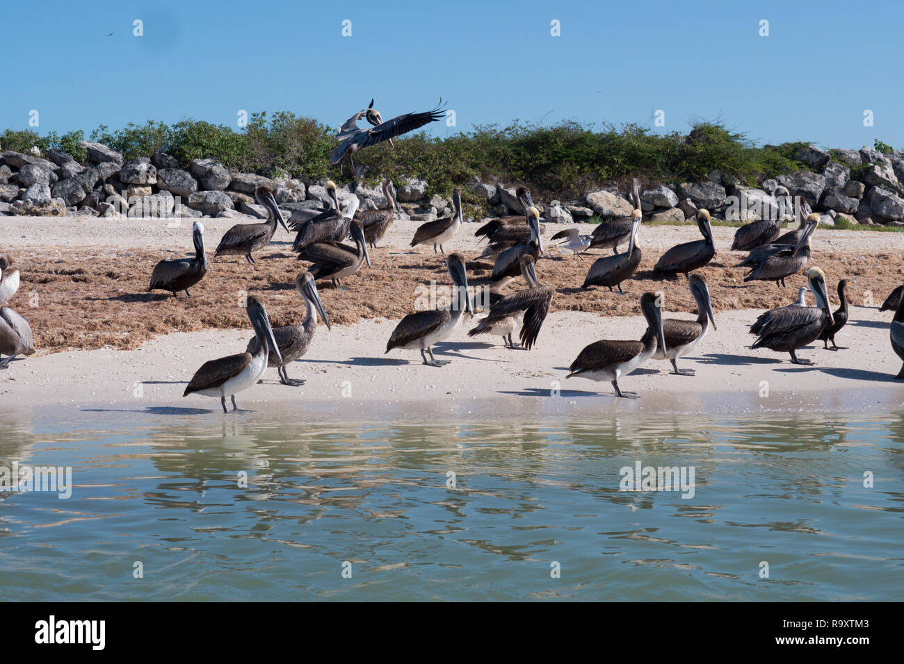 Mexico celestun fish hi-res stock photography and images - Alamy