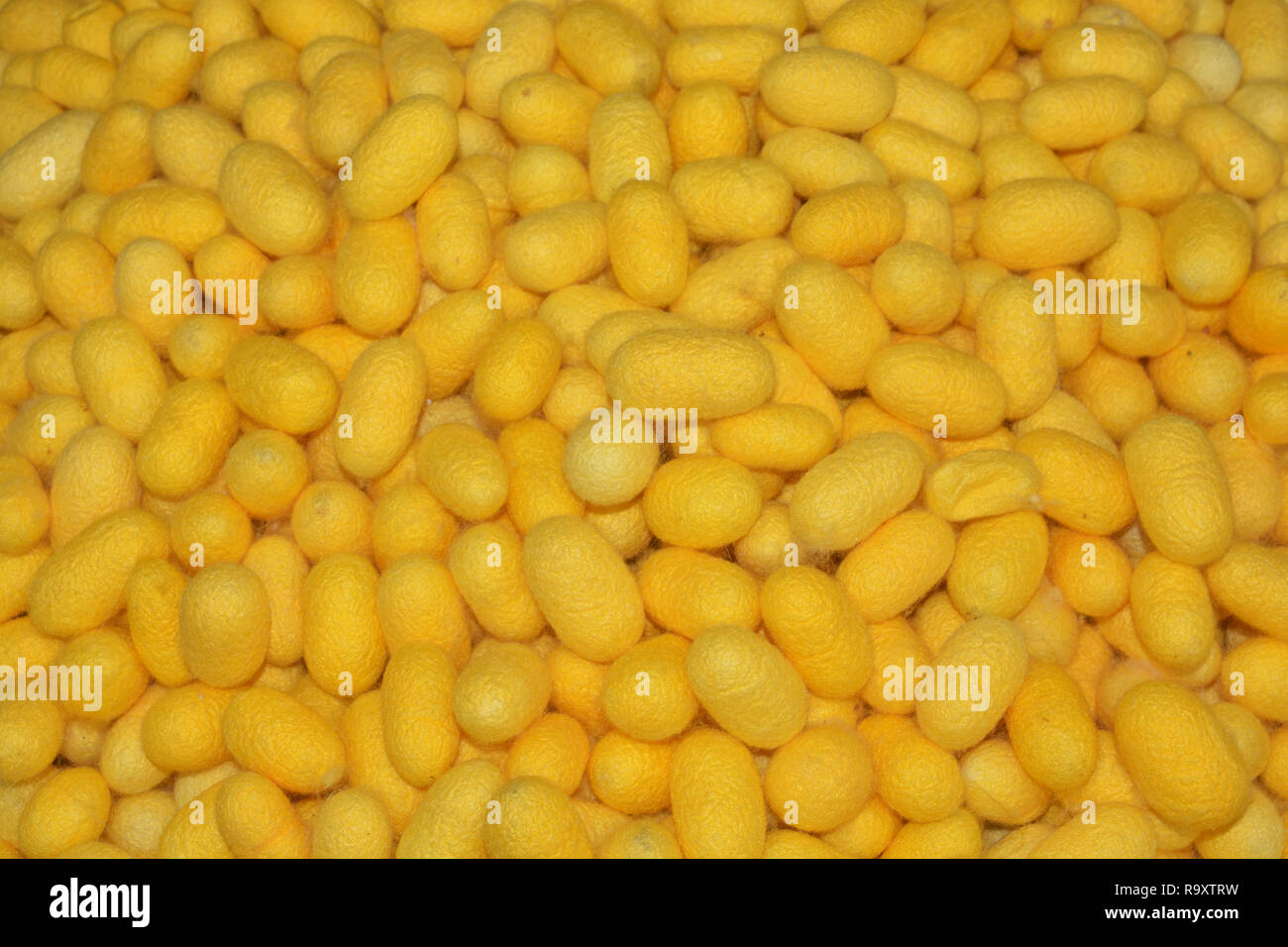 Silkworm cocoon shell through the Silk Route, the brewing process ...