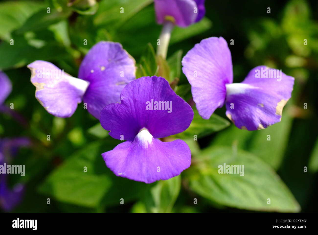 Blue Hawaii flower, Brazilian Snapdraon flower Stock Photo - Alamy