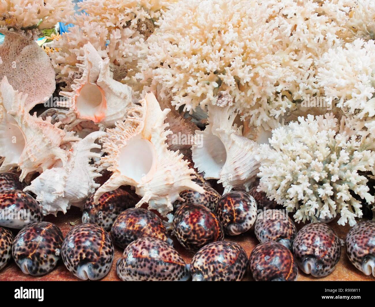 Dried shells and corals being sold at a local market Stock Photo - Alamy