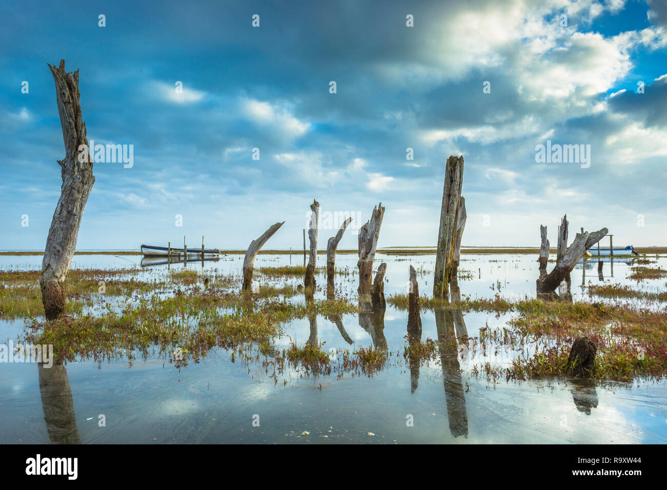 Norfolk coast thornham stumps hi-res stock photography and images - Alamy