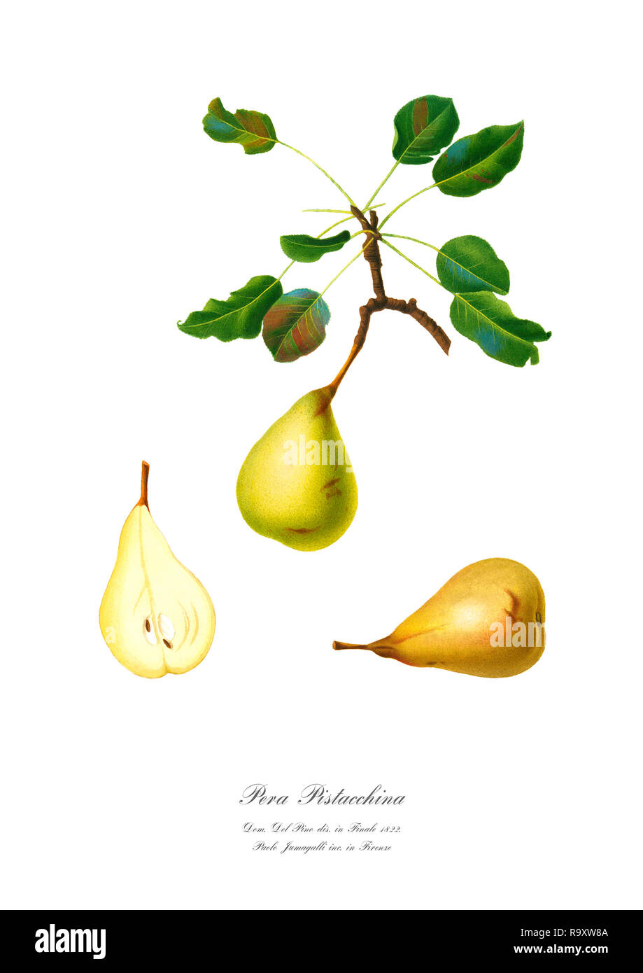 Vintage unique botanical illustration of a pear Stock Photo - Alamy