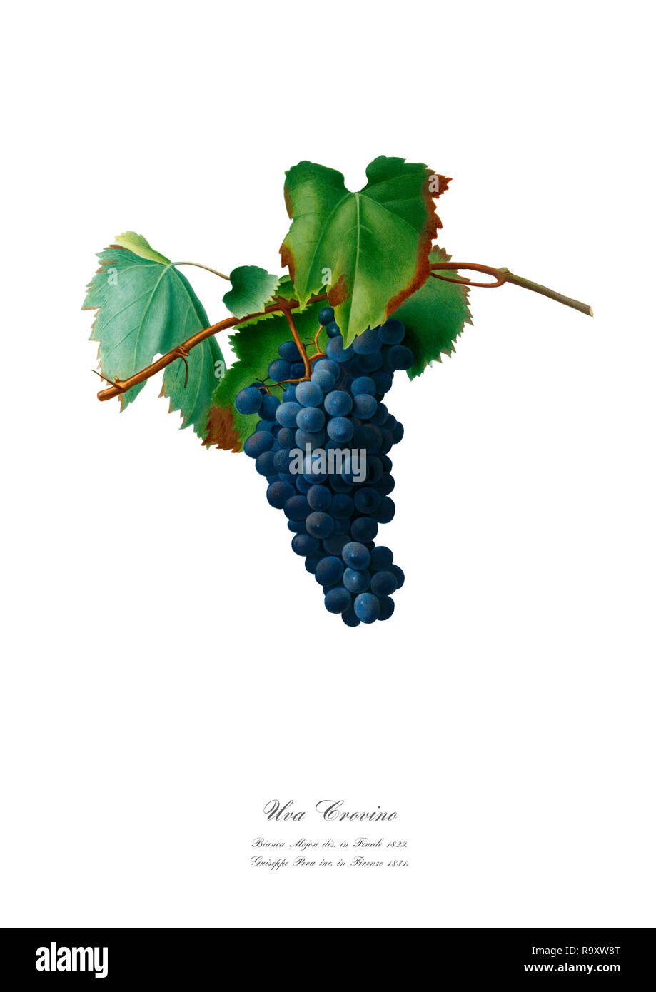 Vintage unique botanical illustration of a grape Stock Photo - Alamy