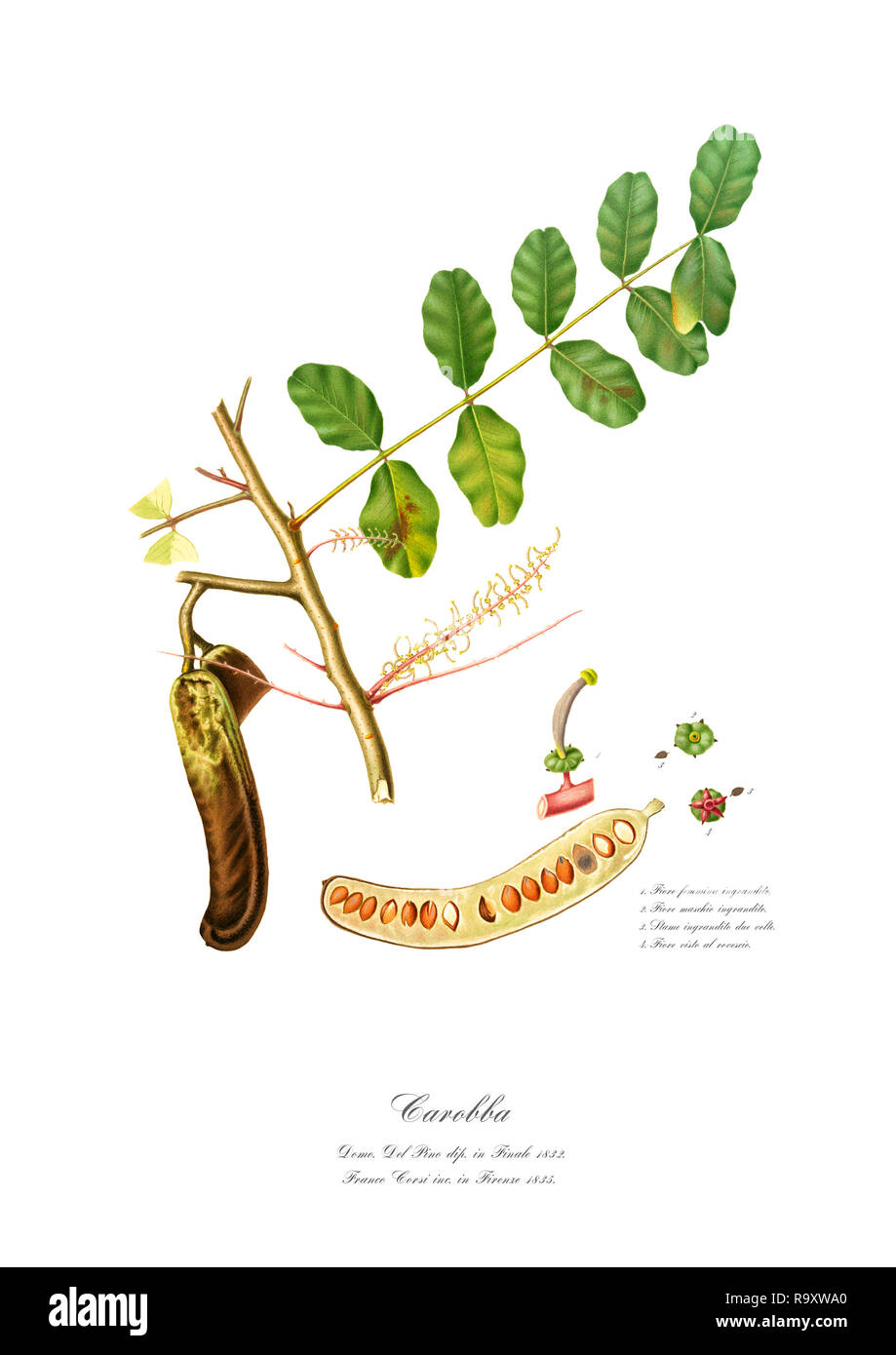 Carob tree drawing hi-res stock photography and images - Alamy