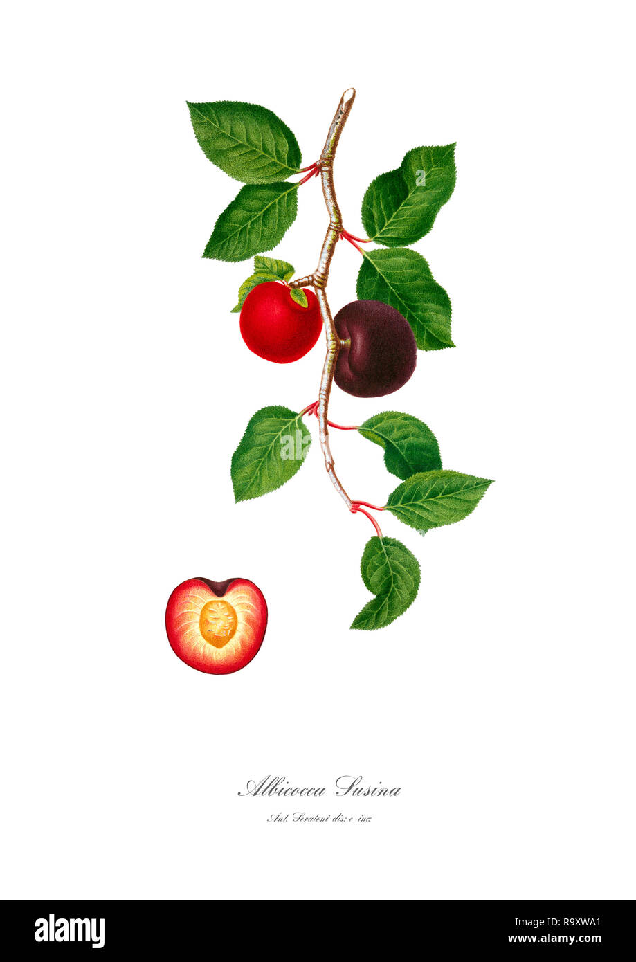 Vintage unique botanical illustration of an apricot Stock Photo - Alamy