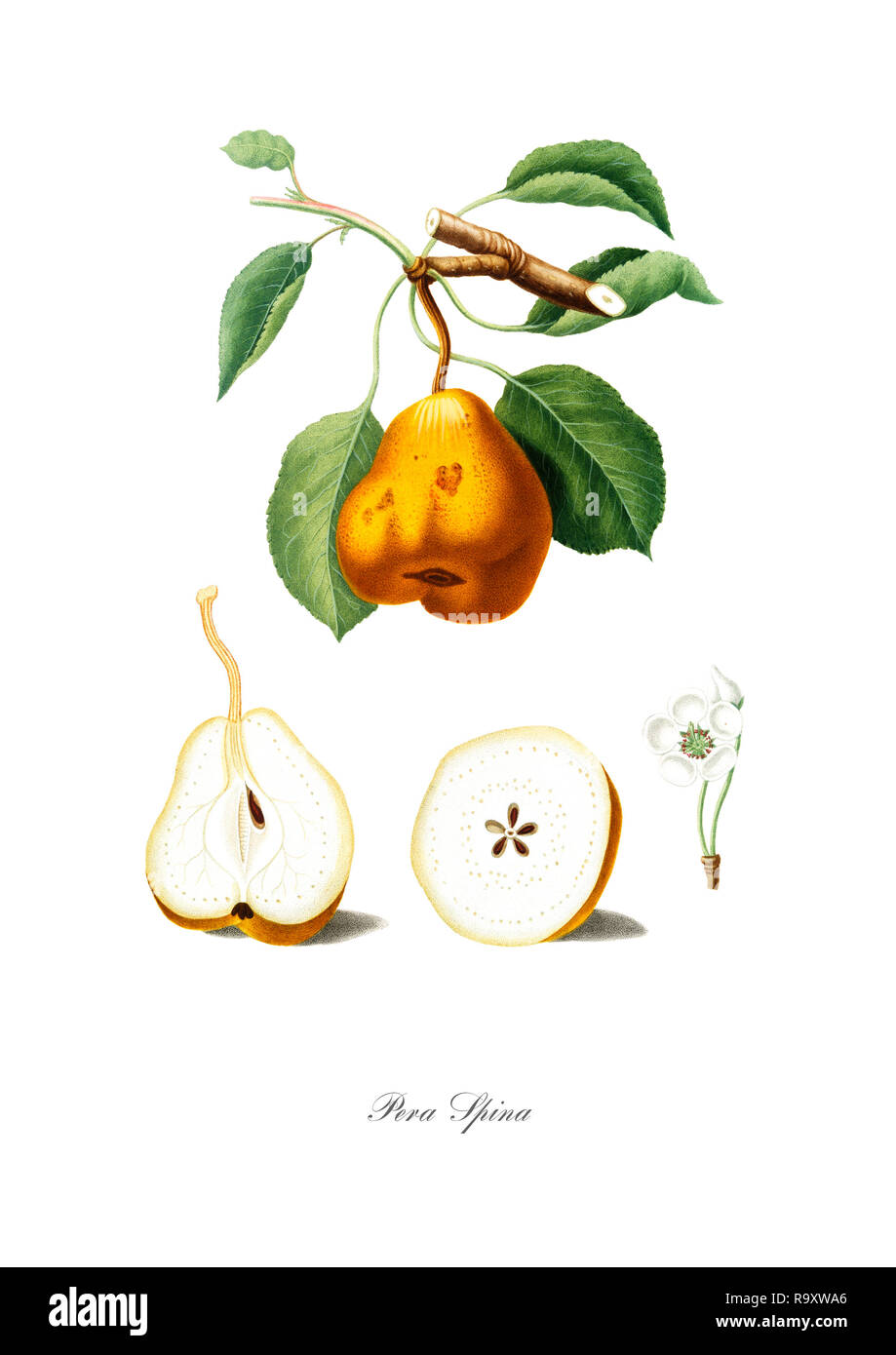 Vintage unique botanical illustration of a pear Stock Photo - Alamy