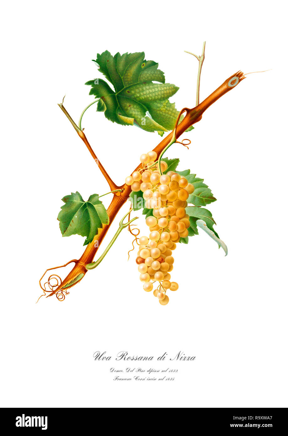 Vintage unique botanical illustration of a golden grape Stock Photo - Alamy