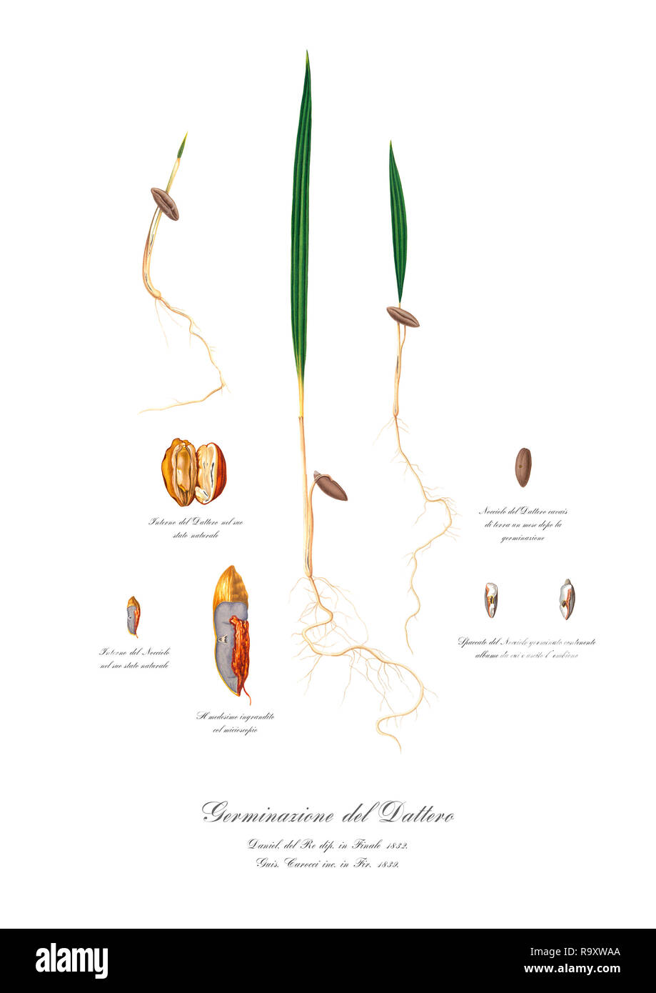 Vintage unique botanical illustration of a date palm. Chart Stock Photo ...