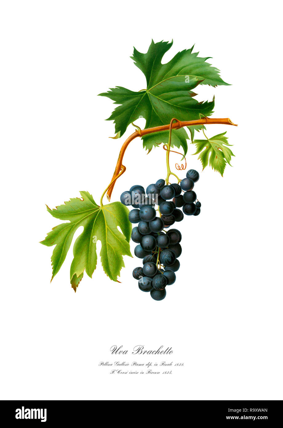 Vintage unique botanical illustration of a grape Stock Photo - Alamy