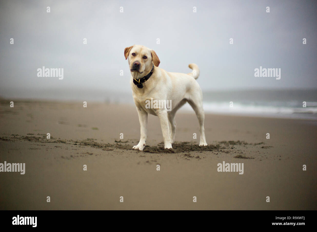 Golden labrador dog stands hi-res stock photography and images - Alamy