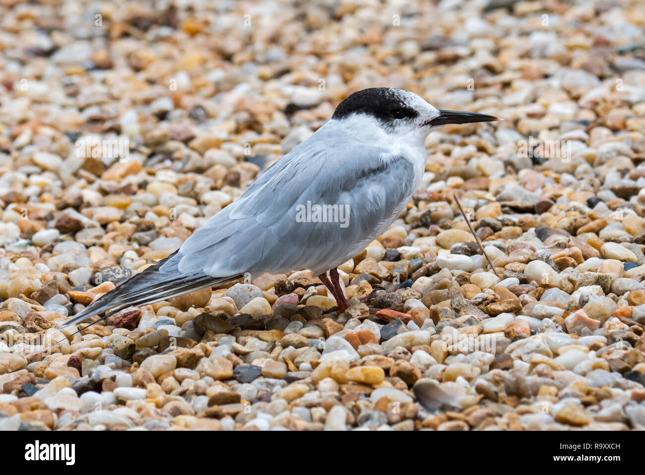 Common tern (Sterna hirundo) in non-breeding plumage on shingle beach ...