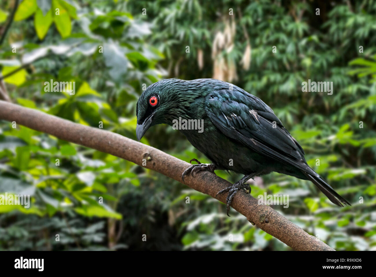 Asian glossy starling (Aplonis panayensis) perched in tree, native to ...