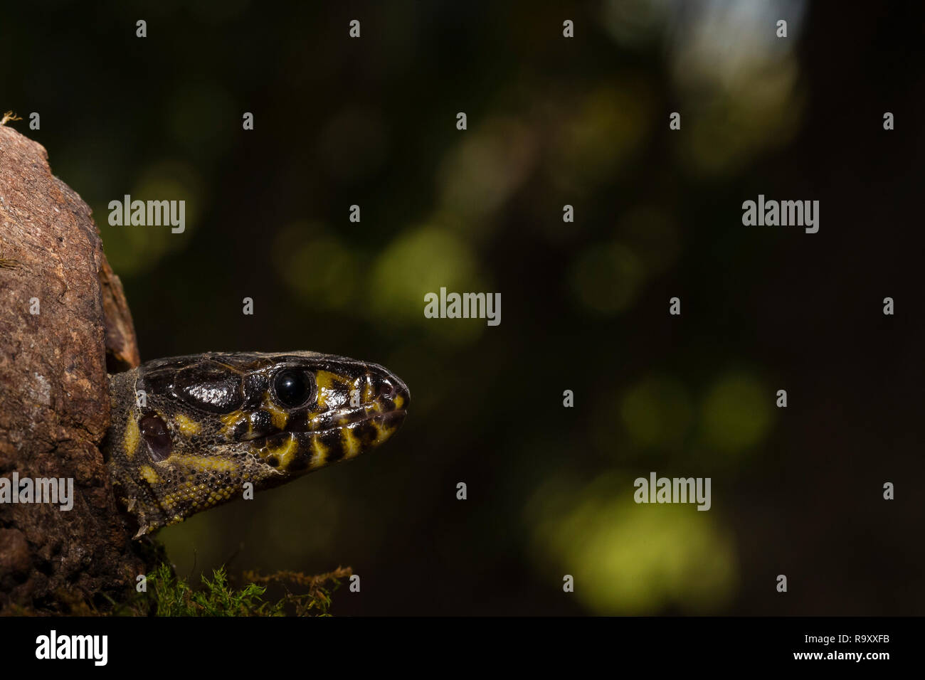 Costa rica lizards hi-res stock photography and images - Alamy