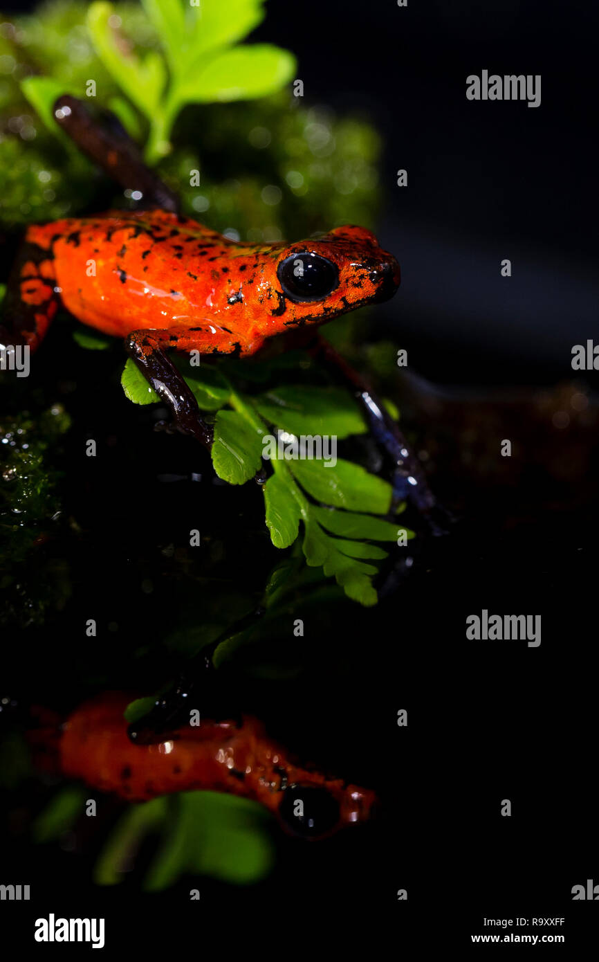 Costa rica frogs hi-res stock photography and images - Alamy
