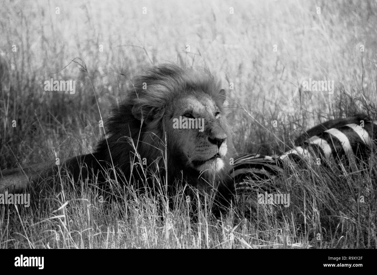 Lion o Black and White Stock Photos & Images - Alamy