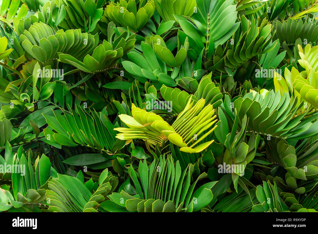Cardboard palm (Zamia furfuracea) - Pembroke Pines, Florida, USA Stock ...