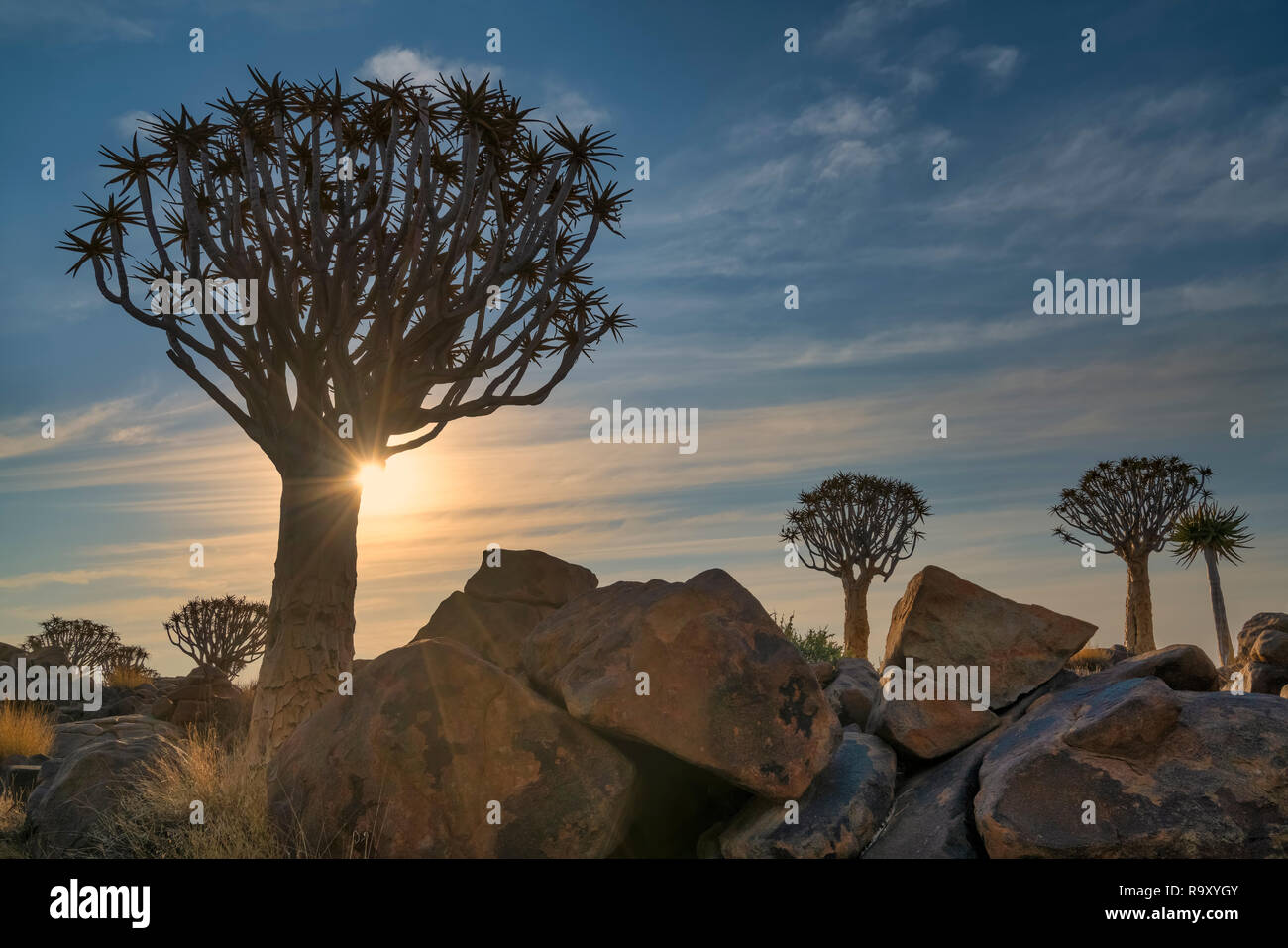 Quiver Tree Forest Stock Photo - Alamy