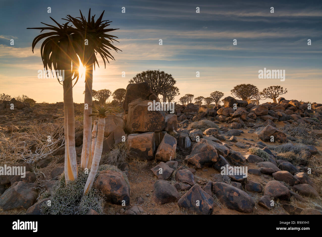 Alien tree hi-res stock photography and images - Alamy