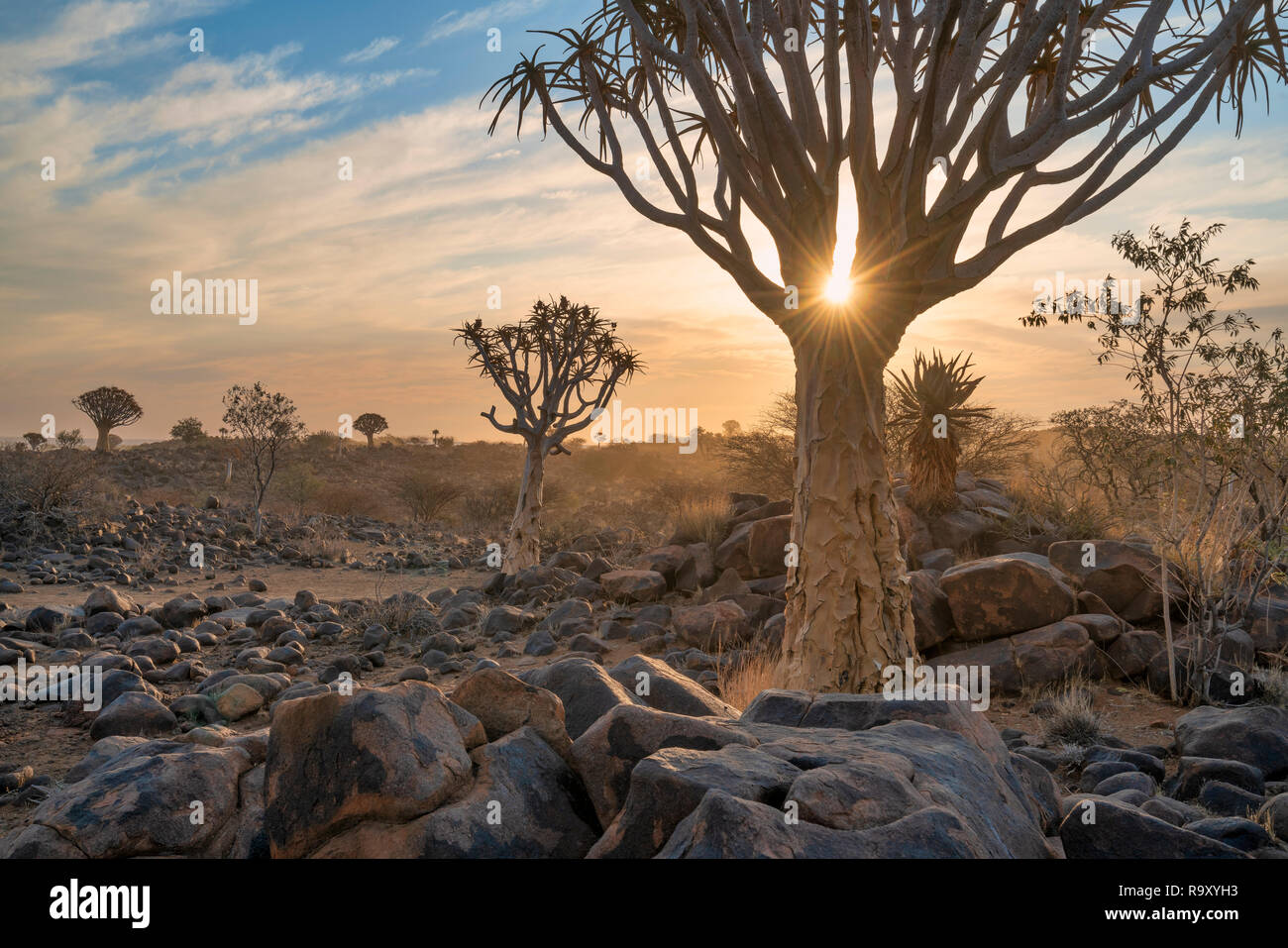 Quiver Tree Forest Stock Photo - Alamy