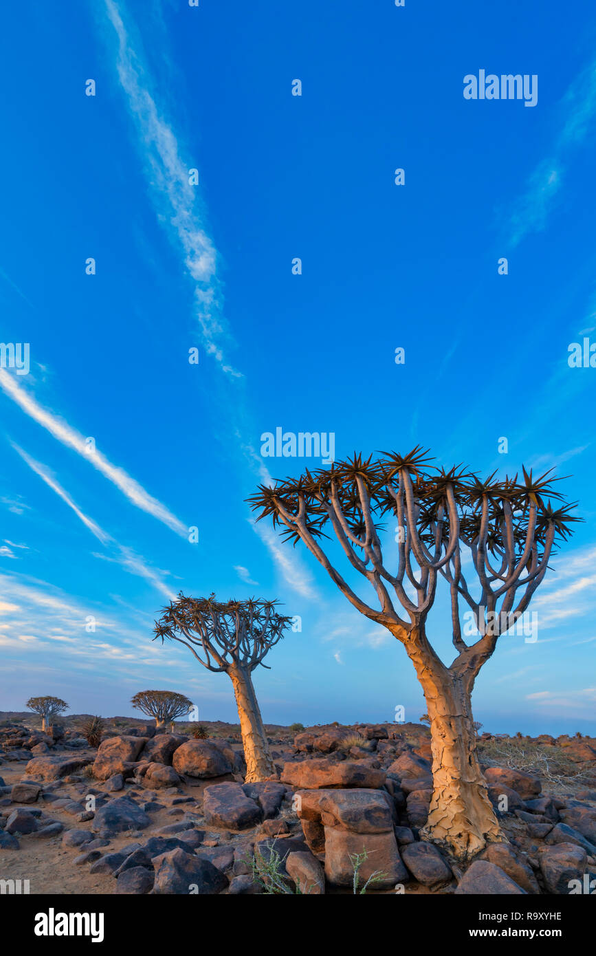 Quiver Tree Forest Stock Photo - Alamy