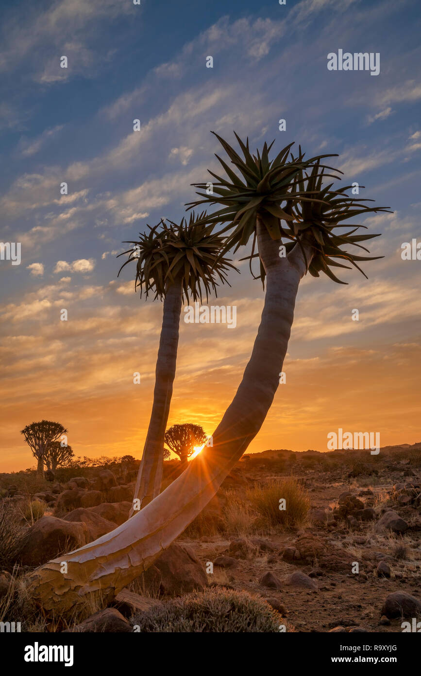Alien trees hi-res stock photography and images - Alamy