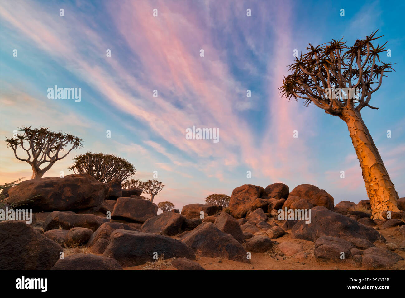 Quiver Tree Forest Stock Photo - Alamy