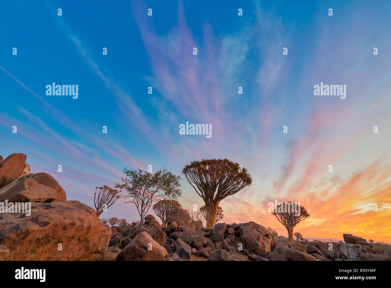 Quiver Tree Forest Stock Photo - Alamy