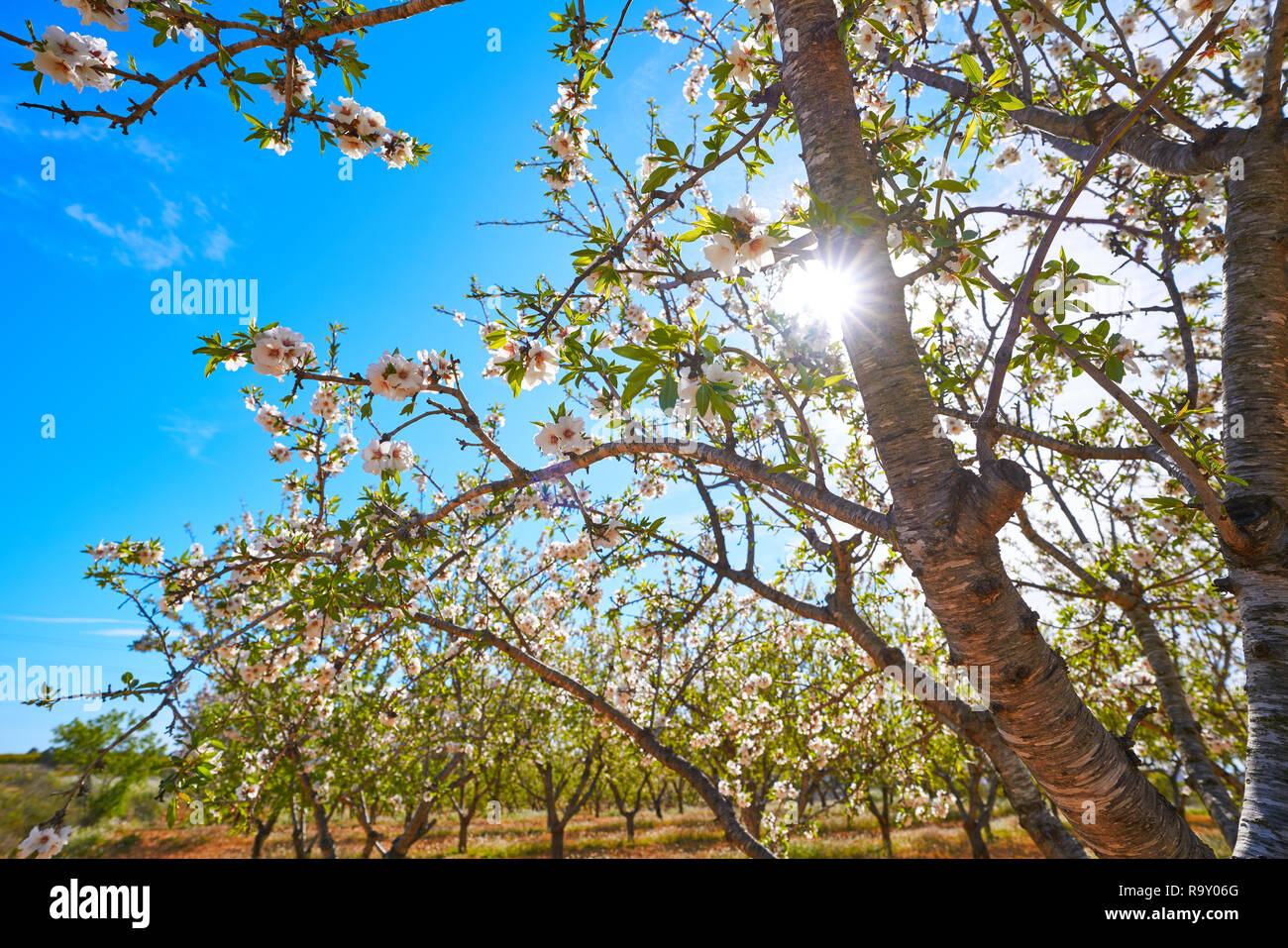 Almond trees bloom in Mediterranean Spain Stock Photo - Alamy