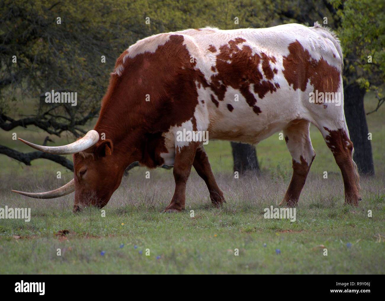 Texas longhorn bluebonnets hi-res stock photography and images - Alamy