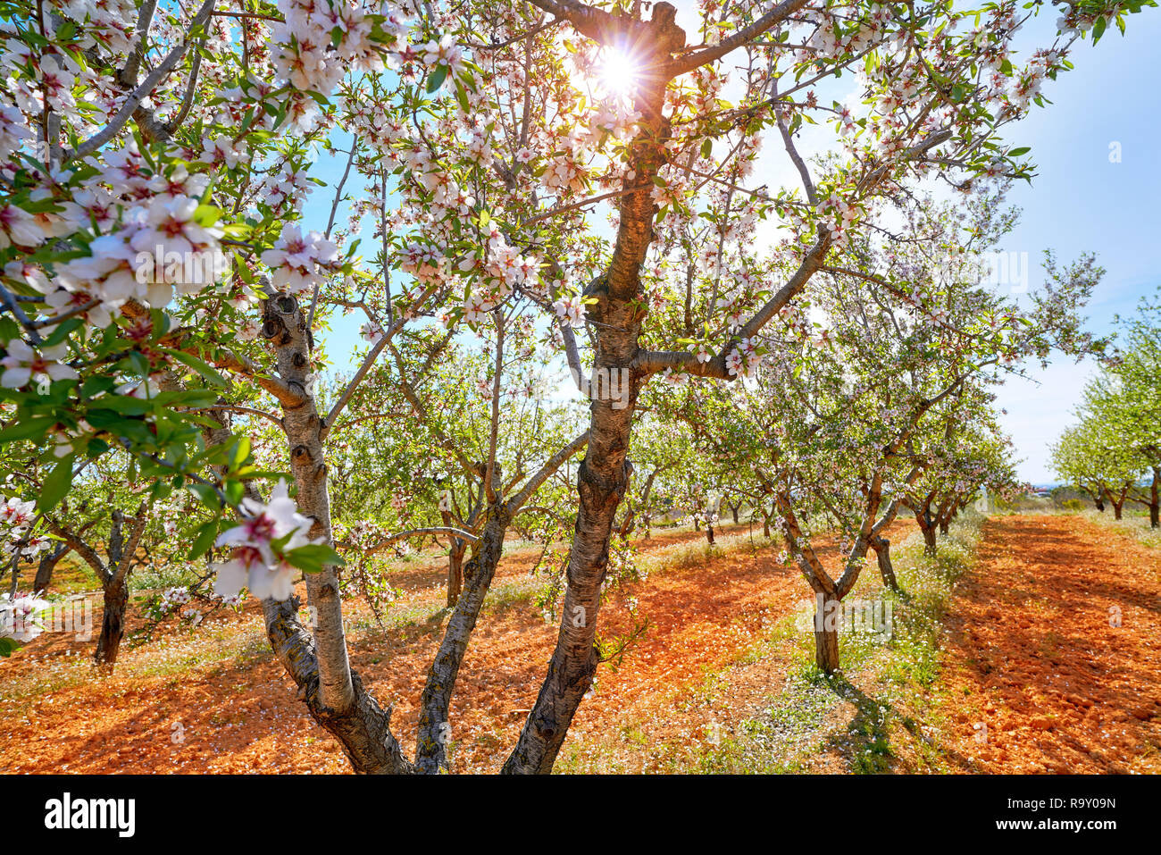 Almond trees bloom hi-res stock photography and images - Alamy