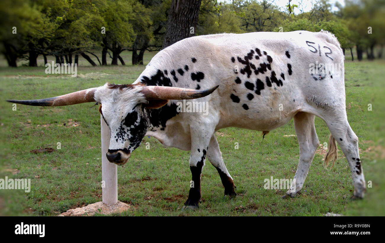 Black and White Texas Longhorn at Scratching Post Stock Photo - Alamy