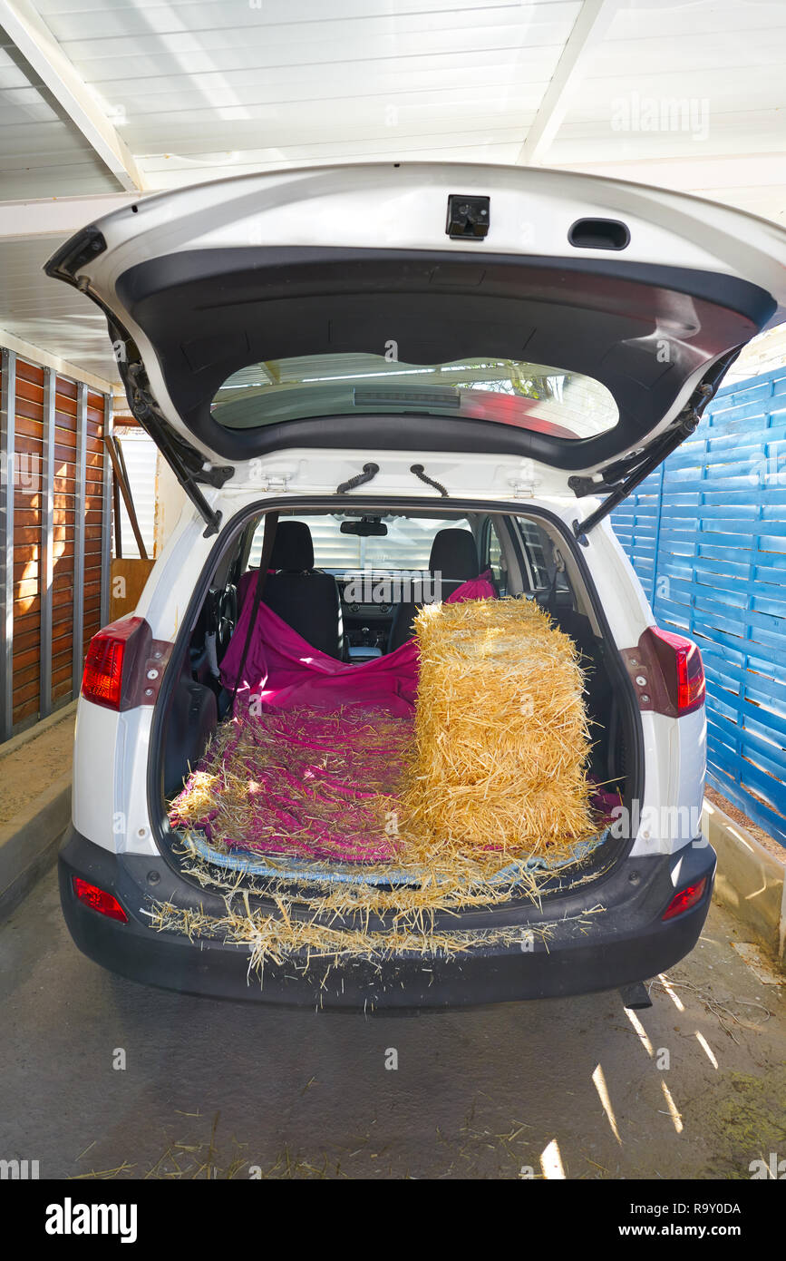 Dirty car after carry straw bale inside in a garage open rear door ...