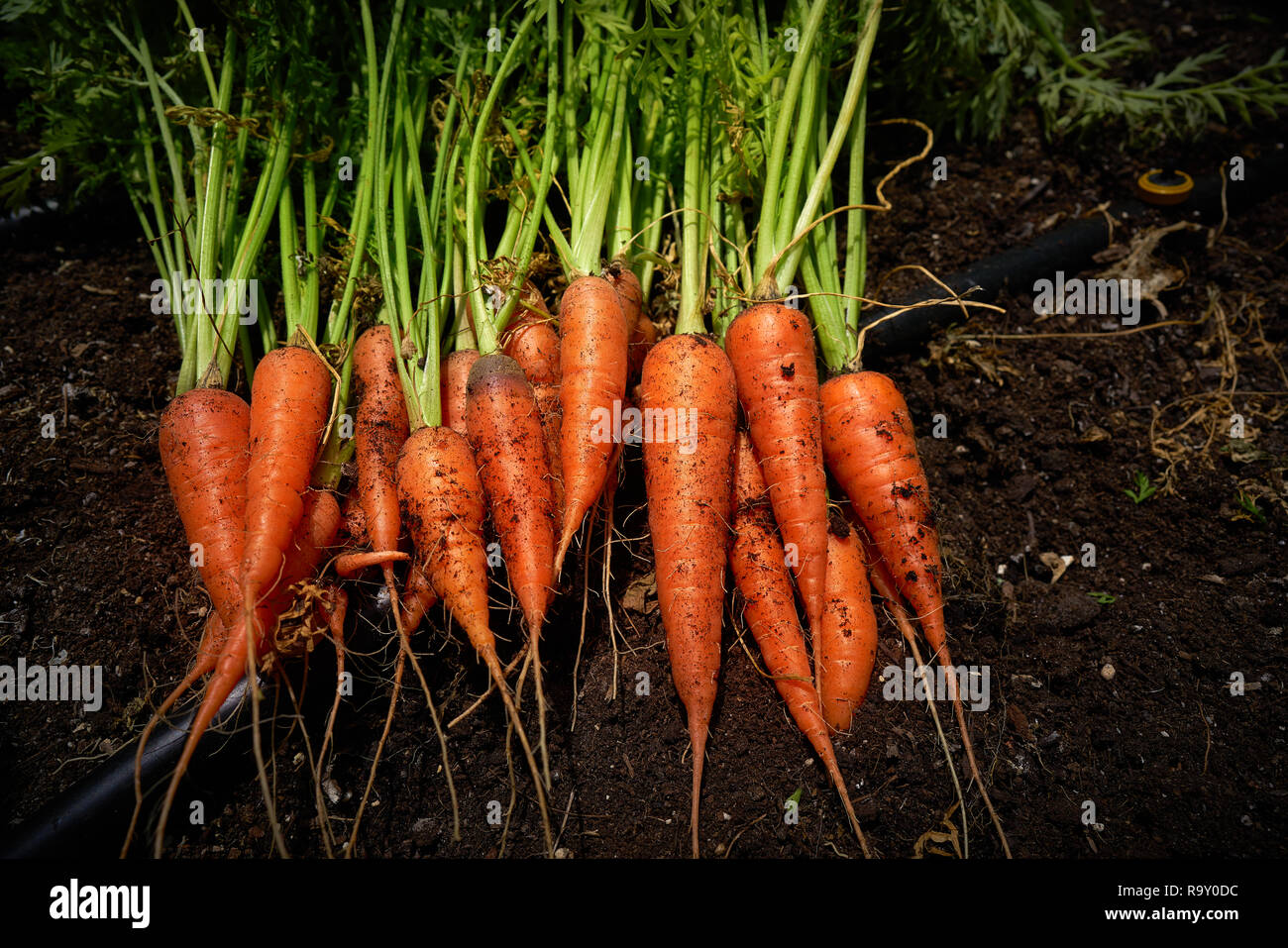 Fresh carrots just harvested in homestead farmland soil Stock Photo - Alamy
