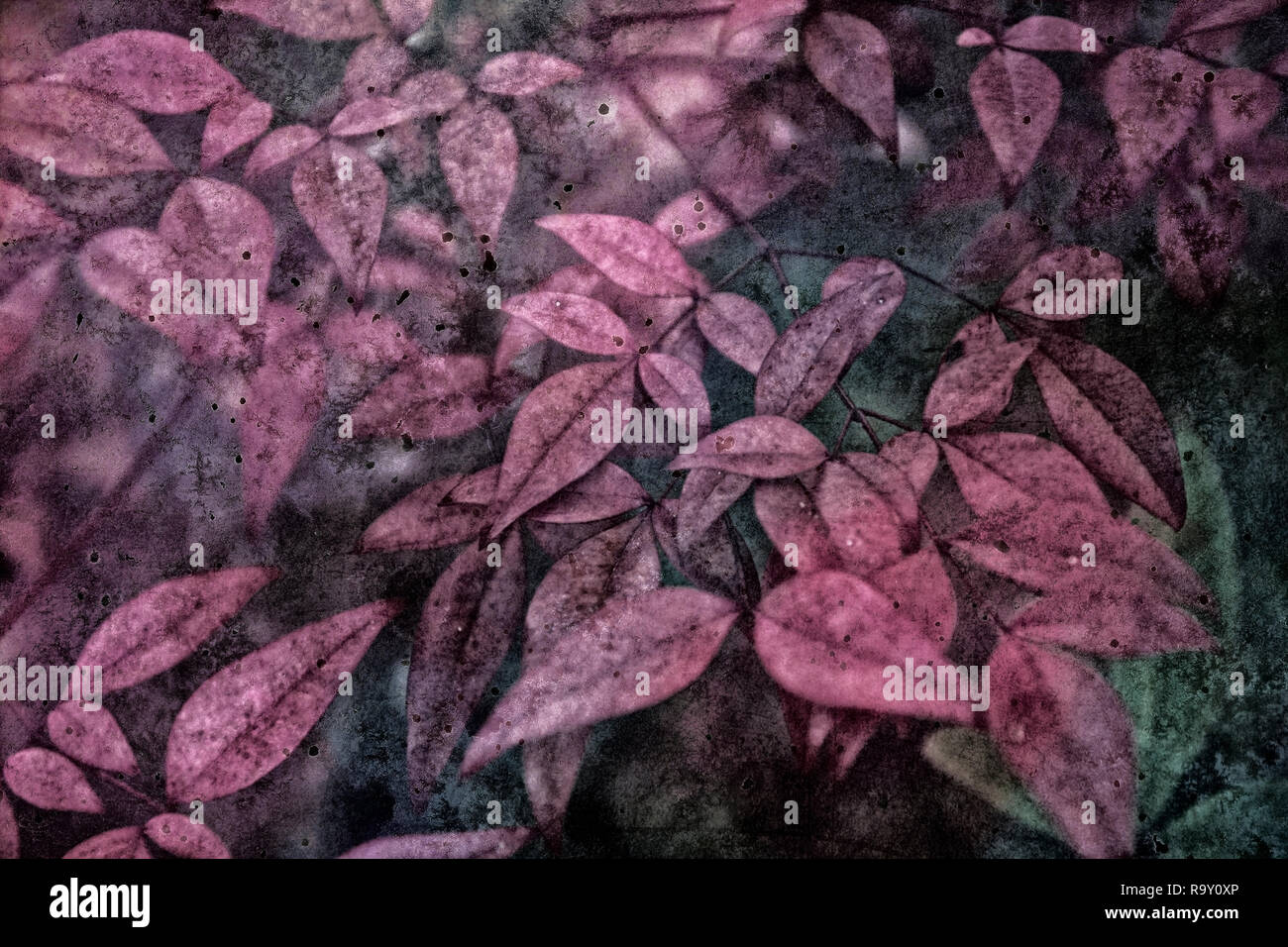 Dark leaves texture hi-res stock photography and images - Alamy