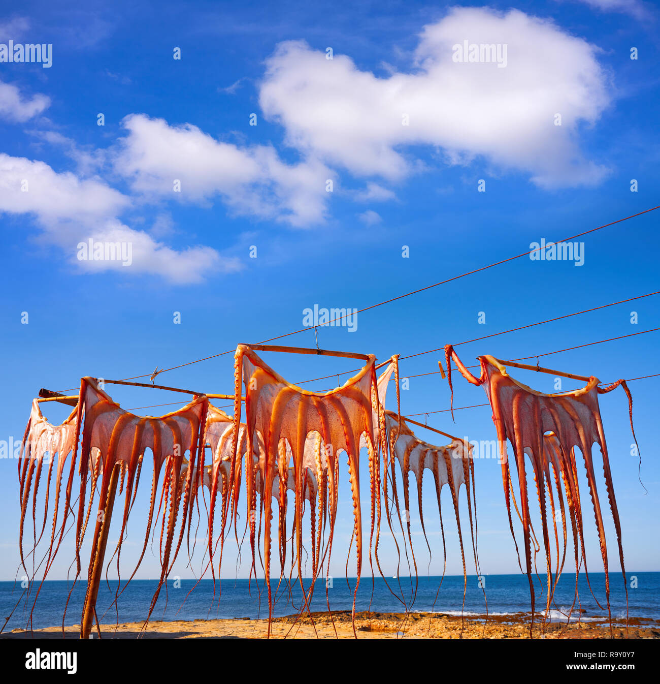 Dried octopus at Mediterranean Spain outdoor dry Stock Photo - Alamy