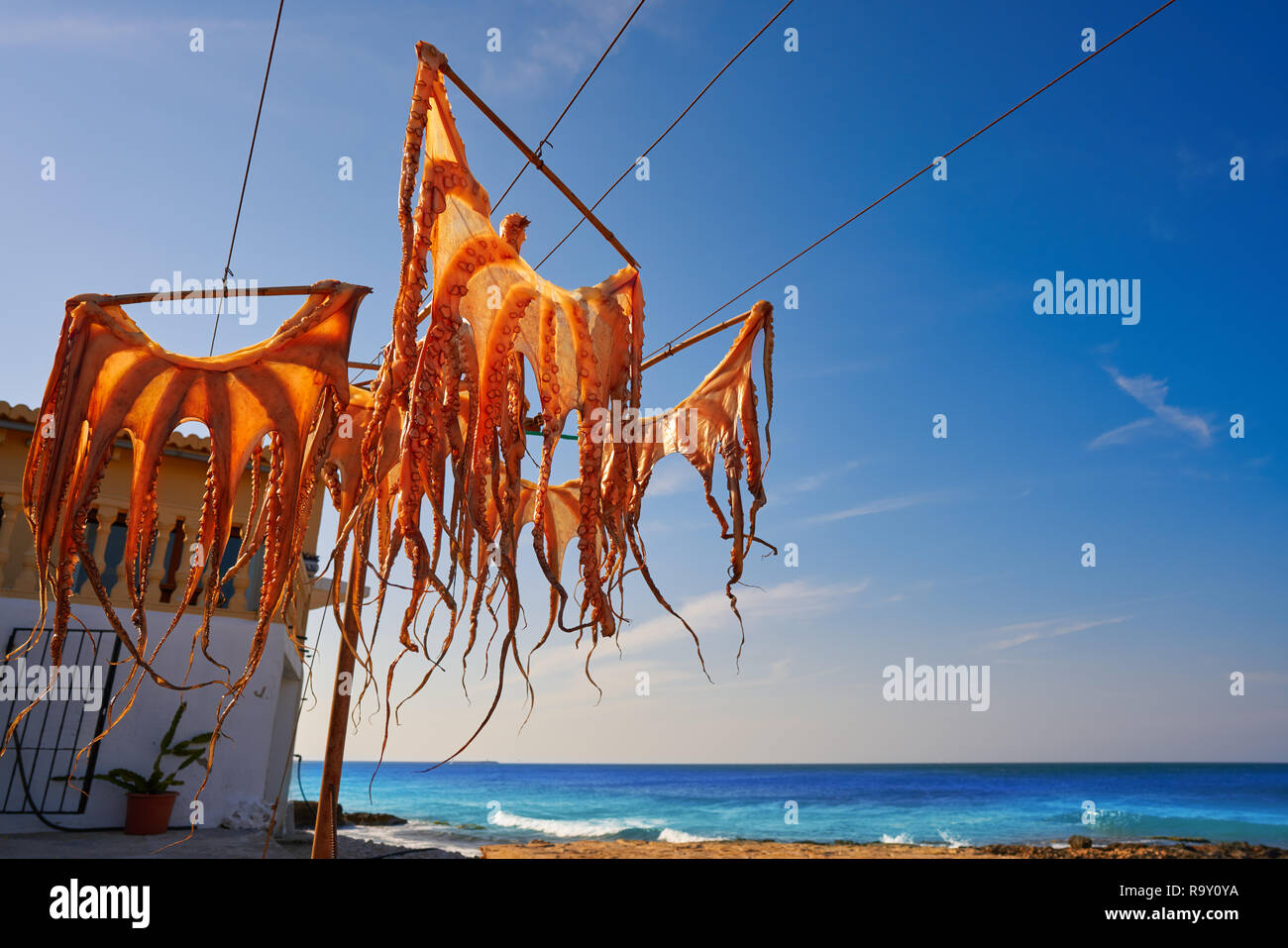 Dry octopus dried at Mediterranean sea in Denia Stock Photo - Alamy