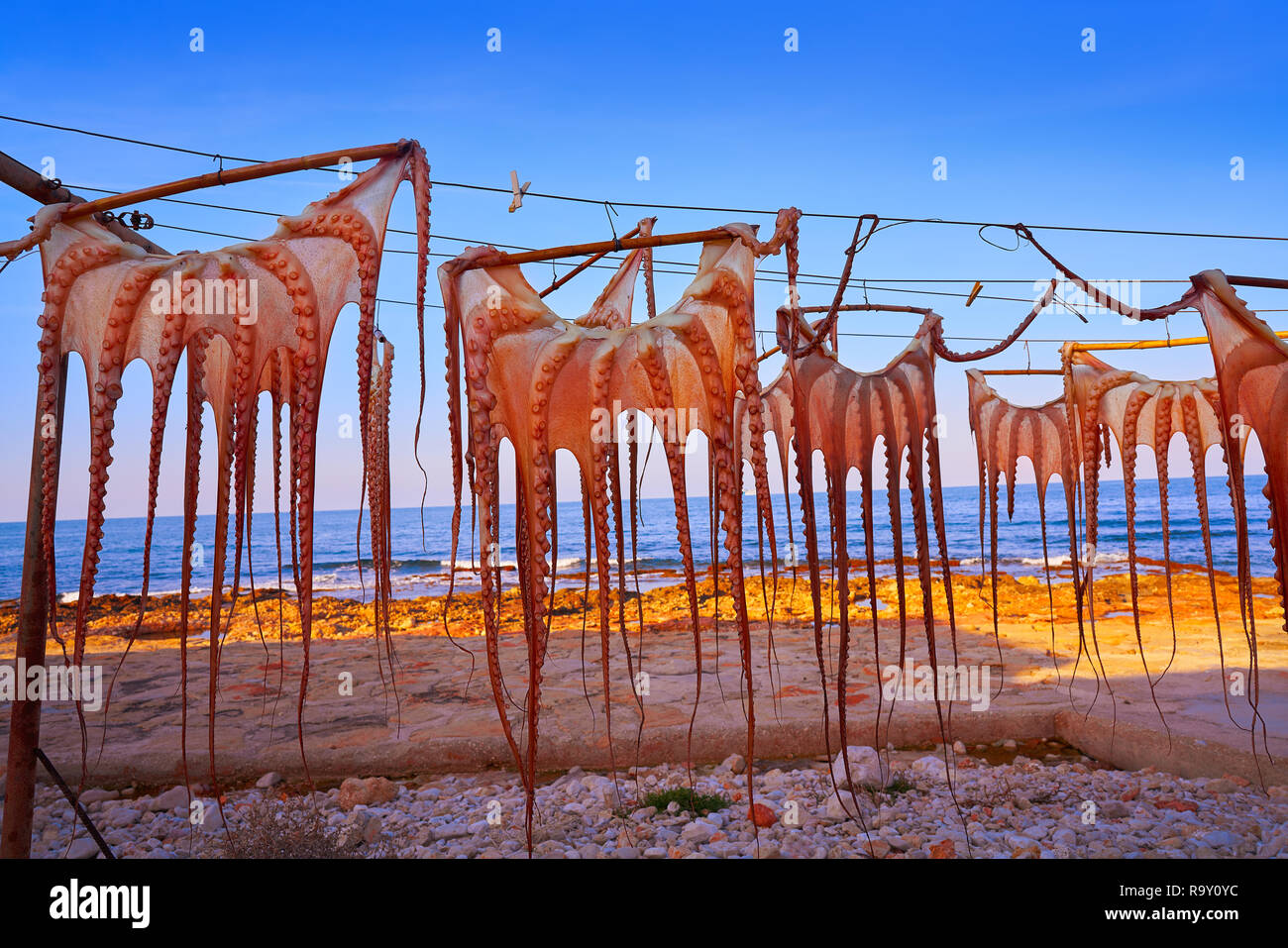 Dried octopus hi-res stock photography and images - Alamy