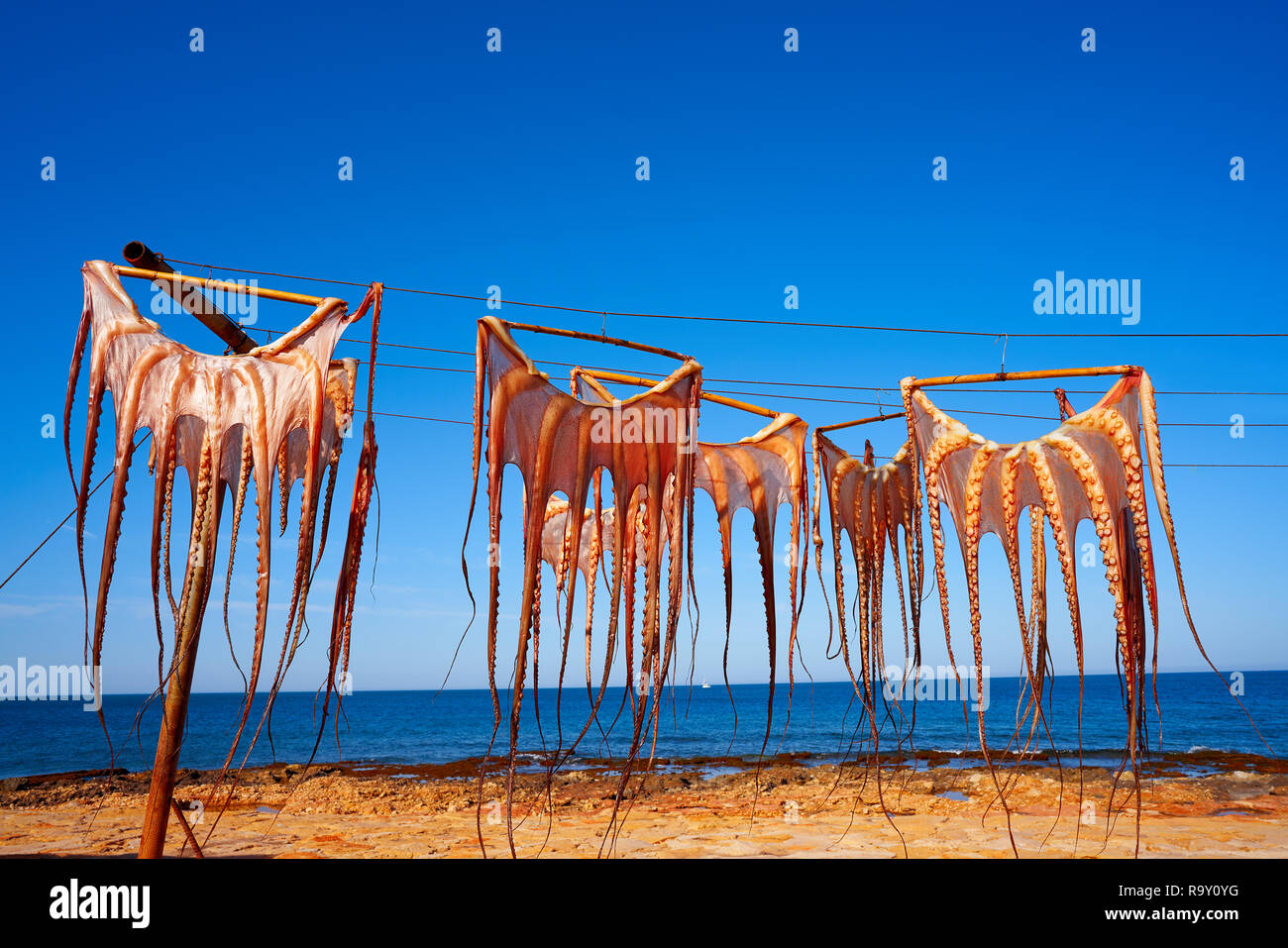 Dried octopus at Mediterranean Spain outdoor dry Stock Photo - Alamy